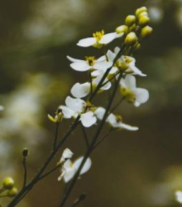 Six Low-Maintenance Plants that will be Perfect for Noosa Gardens